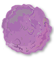 CAR T in autoimmune diseases