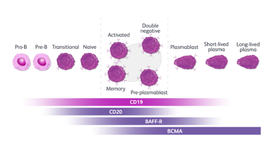 Unmet Need: Deeper B Cell Depletion