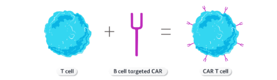 What is CAR T Cell Therapy